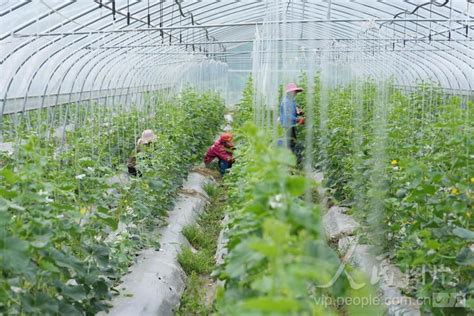江西永丰羊角蜜剪枝忙 人民图片网