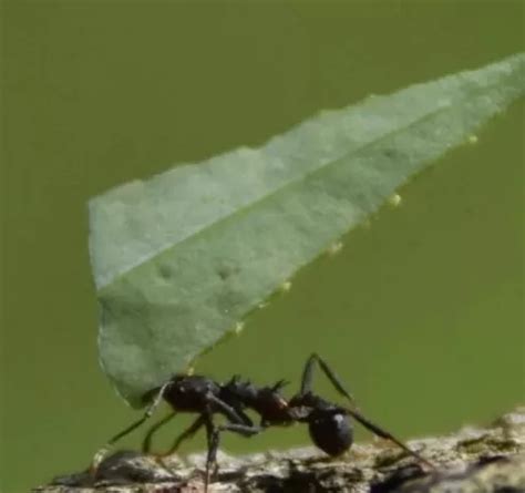 Hormiguicida Hortal Granulado Cebo Mix Hormigas X 250 Gramos En Venta