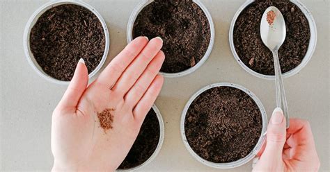 15 Tips For Starting Vegetable Seeds Indoors The Garden Magazine