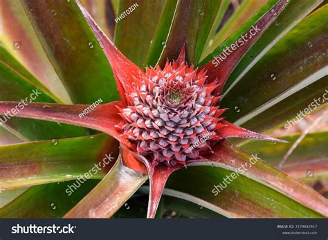 Beautiful Red Wild Pineapple Bromelia Pinguin Stock Photo