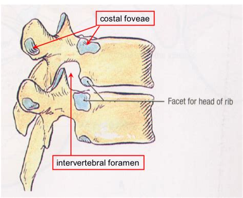 Cranium Bones Diagram Quizlet