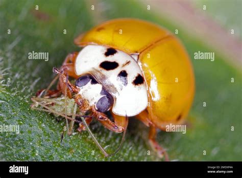 Ladybug Eating Aphid Close Up Of Ladybug Green Thumb Nursery