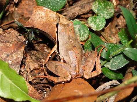 Physalaemus Lisei Herpeto