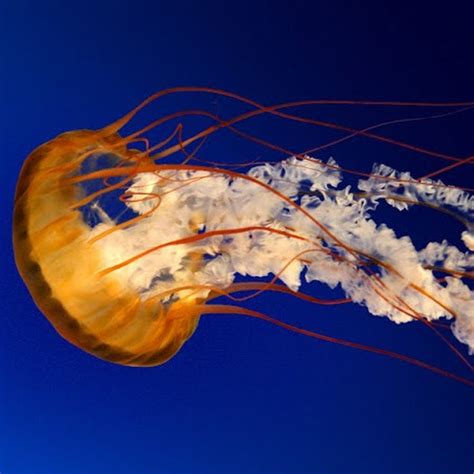 Donald Cotterman Youtube