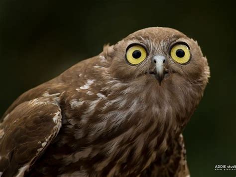 Meet Australias Most Beautiful And Beloved Birds Late Daily