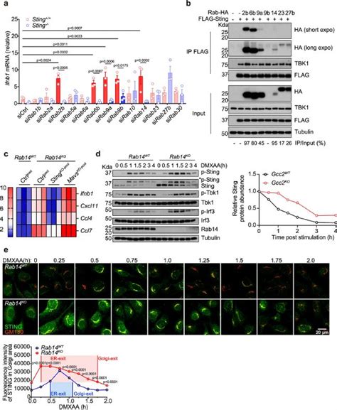 Nature子刊文献解读：揭示不依赖配体的sting信号激活生物器材网