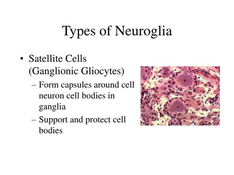 Ppt The Nervous System Powerpoint Presentation Free Download Id 5746630