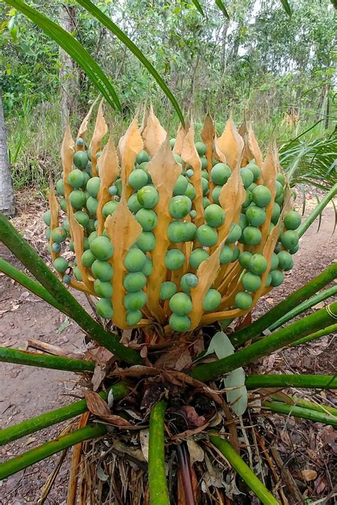 How To Grow And Care For Cycads Better Homes And Gardens Australia