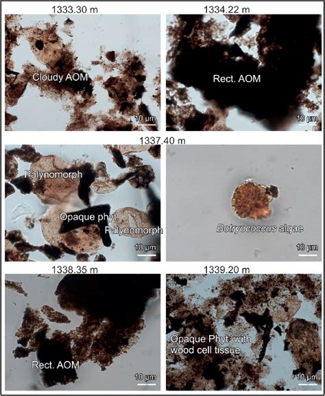 Photomicrographs Of Palynofacies For Selected Samples From The Main Download Scientific Diagram