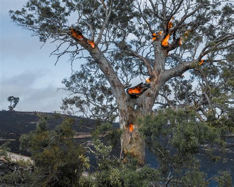 The Inside Of This Tree Is Completely On Fire R Australia