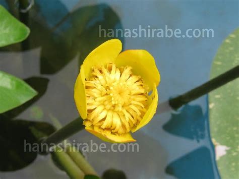 コウホネ 花しらべ 花図鑑