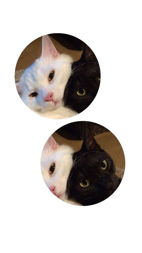 Pin Di Lesslie Rojas Su Cat Pfp Matching Immagini Del Profilo Sfondi