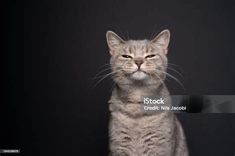 검은 배경에 의심스럽거나 화가 보이는 귀여운 재미있는 고양이 애완고양이에 대한 스톡 사진 및 기타 이미지 애완고양이 분노