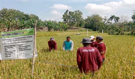 DKPP Ngawi Melakukan Pendampingan Pelaksanaan Panen Dan Ubinan Program