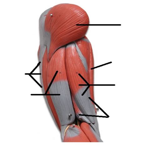 Anatomy Exam Three Diagram Quizlet