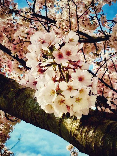 Yoshino Cherry Tree Prunus X Yedoensis — Plant And Bloom Design Studio