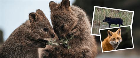 Turning The Tide On Extinctions Priority Actions On Invasive Species