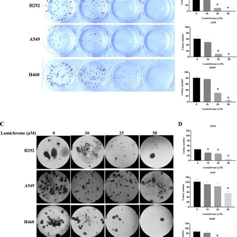 Western Blot Analysis Of Apoptosis Associated Proteins Cells Were