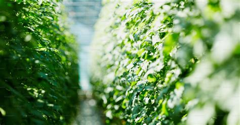 온실에서 공동 임시 농부 또는 농업 엔지니어가 재배 한 풍부한 녹색 식물 사진 Unsplash의 러시아 이미지