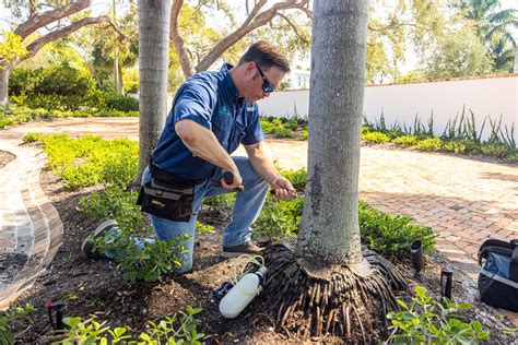 Expert Tips For Fertilizing Palm Trees In Florida When How And Why