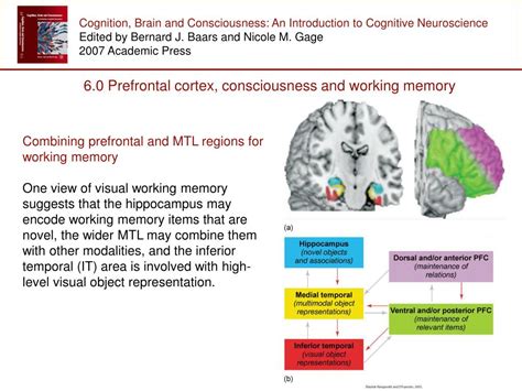 Ppt Cognition Brain And Consciousness An Introduction To Cognitive