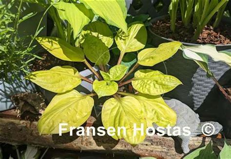 Hosta Lemon Snap Fransen Hostas
