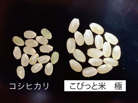 きわだつ大粒！特別栽培米【極】白米・2kg こぴっと米：山梨県産のお米｜食べチョク｜産地直送産直お取り寄せ通販 農家・漁師から旬の食材を直送
