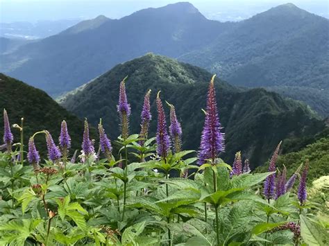 大山 ユートピアお花畑 寂静山・三鈷峰・象ヶ鼻・宝珠山・豪円山 コジさんの大山・甲ヶ山・野田ヶ山の活動データ Yamap ヤマップ