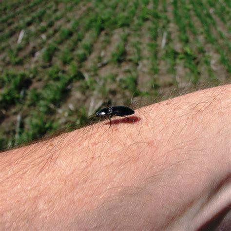 Wireworms In Wheat Syngenta Canada