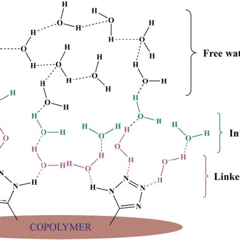 Schematic Representation Of The Water In The Copolymer Network