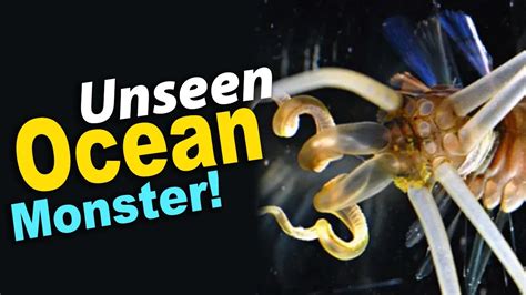Deep Sea Discoveries Unveiling The Mysterious Squidworm 3000 Meters Below Sea Level Youtube