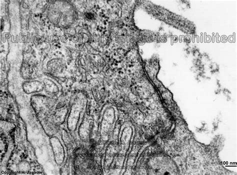 Cell Membrane Drjastrows Electron Microscopic Atlas