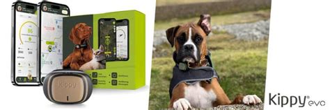 Descubre los collares GPS más innovadores para rastrear a tu gato en