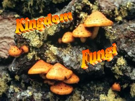 Classification And Reproduction Of Fungi Pptx