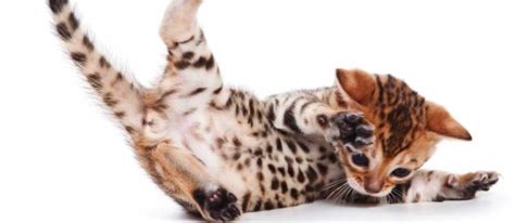 What Is The Maximum Height From Which A Cat Can Fall And Survive