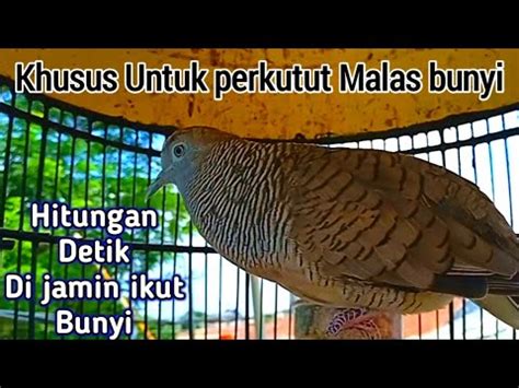 PERKUTUT CROSSING GACOR UNTUK PANCINGAN AGAR BUNYI YouTube