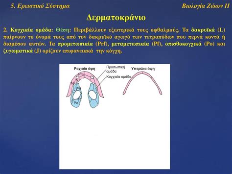 Βιολογία Ζώων ΙΙ 4 Ουροποιητικό σύστημα 5 Ερειστικό σύστημα Ppt