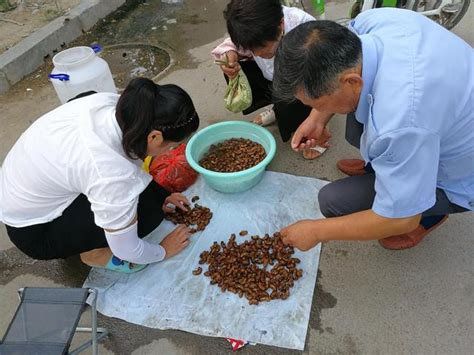 農村的這種稀罕野味80元一斤，貴過海鮮，市民直呼吃不起了 每日頭條