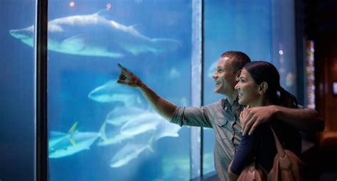 Aquário Feliz E Casal Apontando Para Peixes Em Férias De Férias E