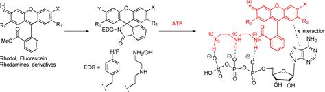 Microwave‐Assisted Syntheses of Rhodamine, Rhodol, and Fluorescein ...