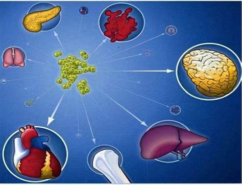 干细胞的定义、分类及生物学特征 知乎