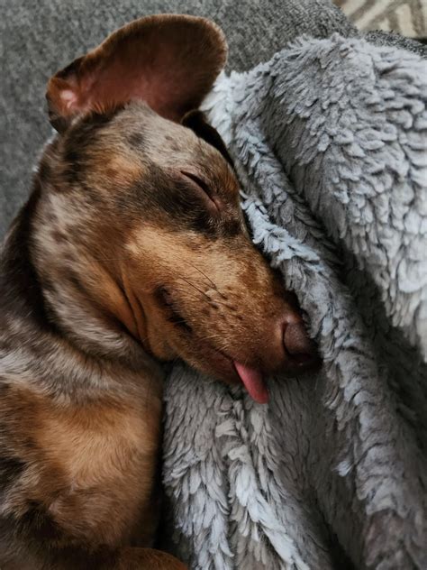 Super Sleepy Weenie Dog Rpics