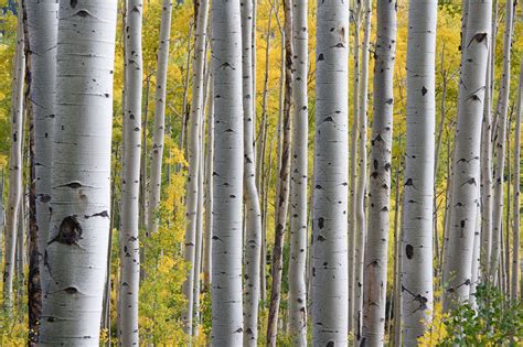 Free Images Landscape Tree Forest Branch Wood Sunlight Leaf
