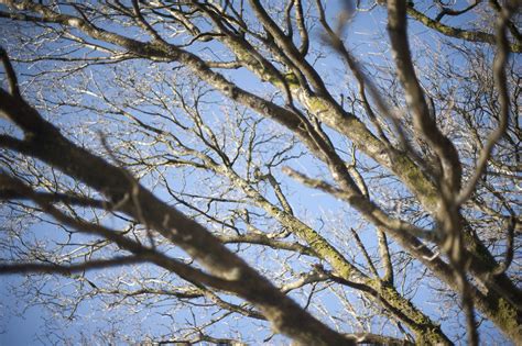 Tree Branches Free Backgrounds And Textures Cr103