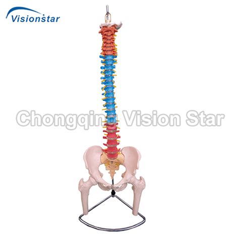 AVC C Didactic Vertebral Column With Pelvis And Femur Heads China Manufacturer Price Medical