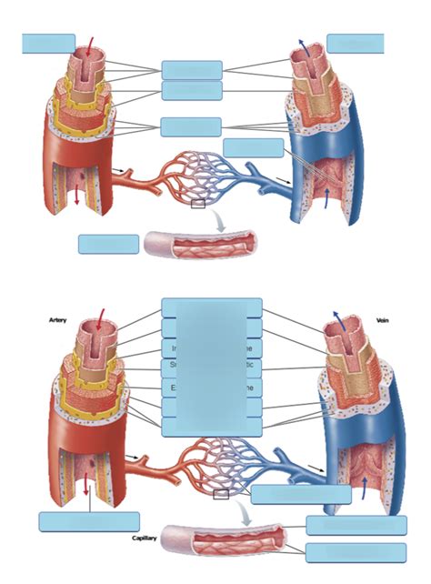 Aandp Lab Arteries Lab Practical 2 Content Pt2 Diagram Quizlet