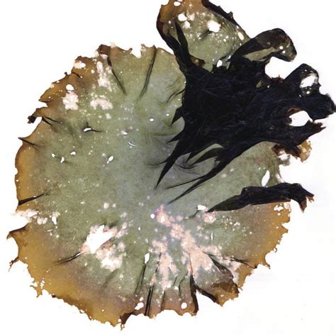 Pdf A Pathogen Of New Zealand Pyropia Plicata Bangiales Rhodophyta