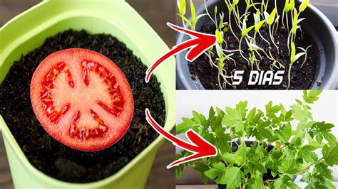 Como Germinar Una Semilla De Tomate Octubre 2024