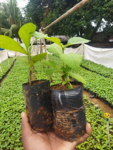 Well Drained Green Teak Wood Tree Plant For Garden 10 M At Rs 15
