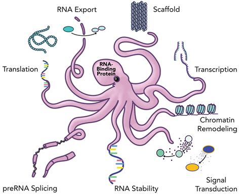 Malaney Lab